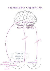 Anatomy and Physiology | The GP Infant Feeding Network (UK)